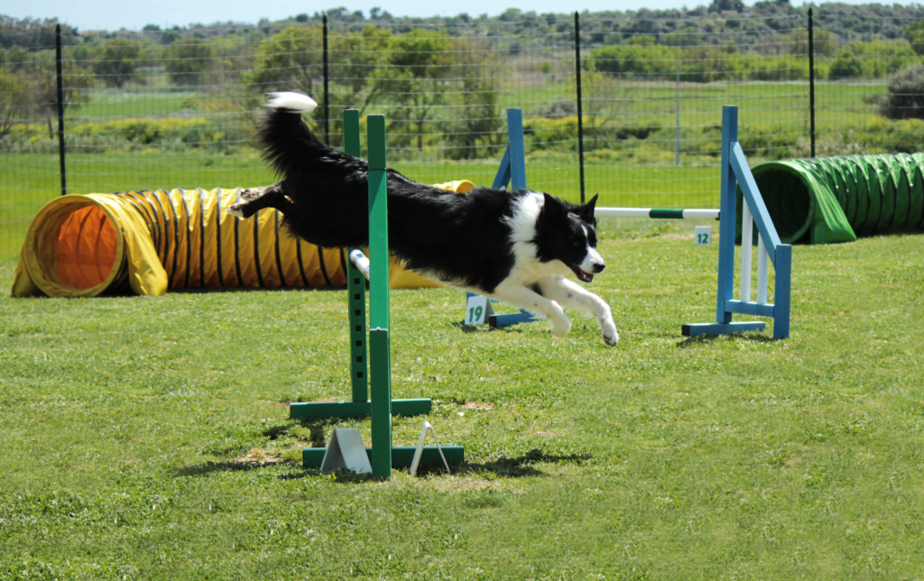 Parques caninos: espacios para el disfrute de los perros | Mobipark